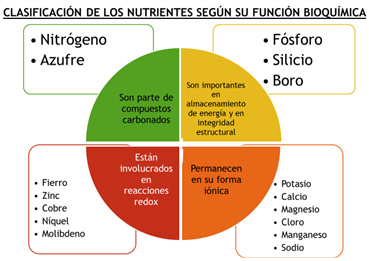 Quick-Sol® El producto clave para fruta de calidad